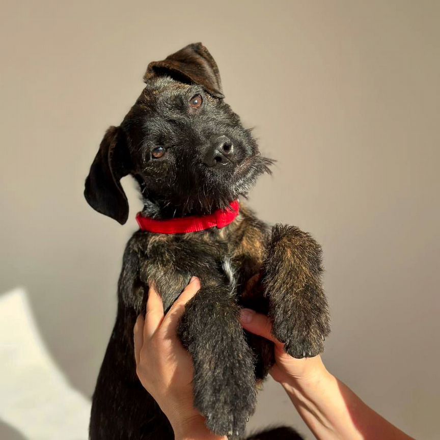 Яся небольшая собачка из приюта