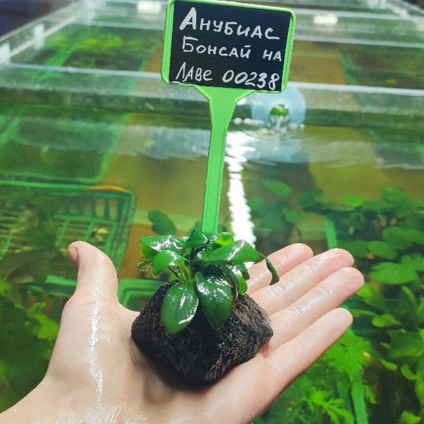 Аквариумные растения, готовые решения