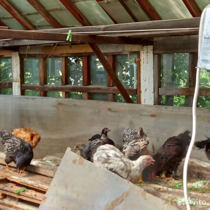 Цыплята виандот и барневельдер