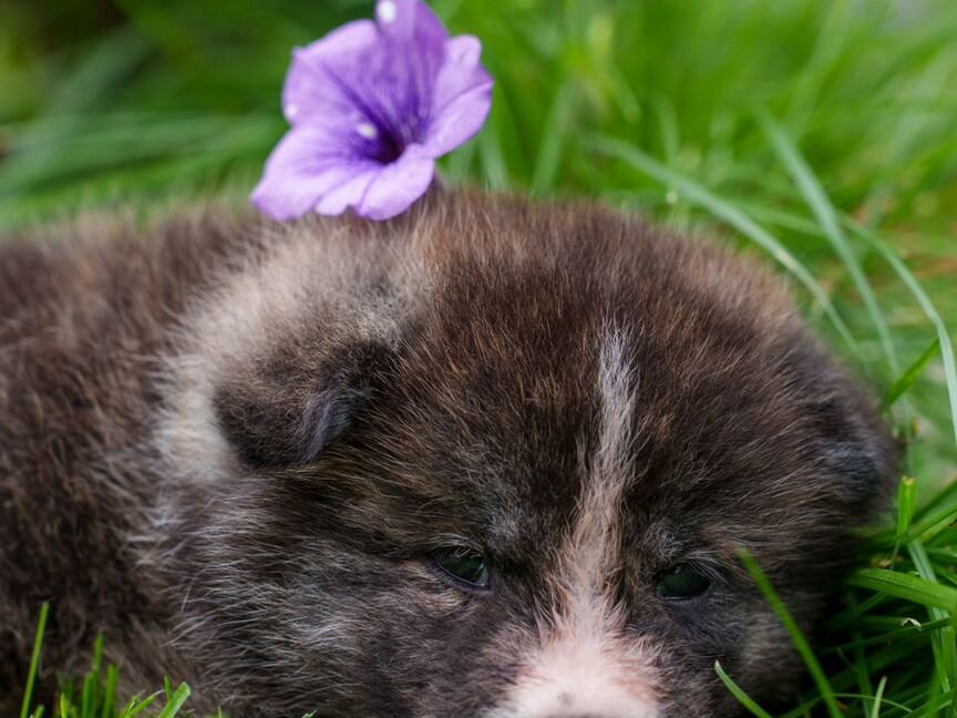 Щенки акита ину