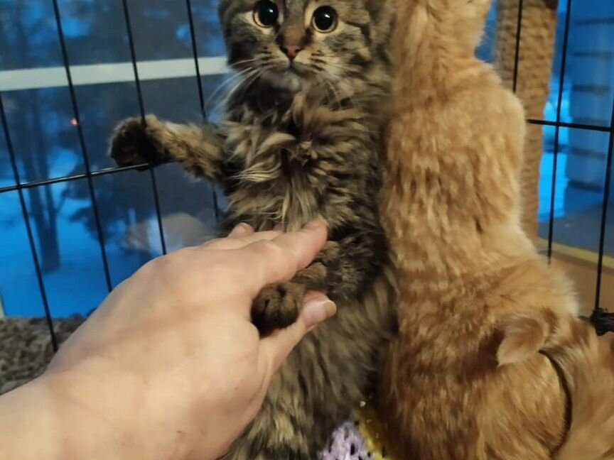 Рыжий котенок из приюта,полосатый котенок из приют