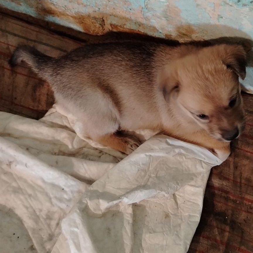 Щенок в добрые руки