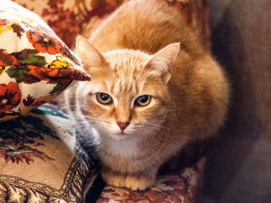 Кошка больше года живет в клетке