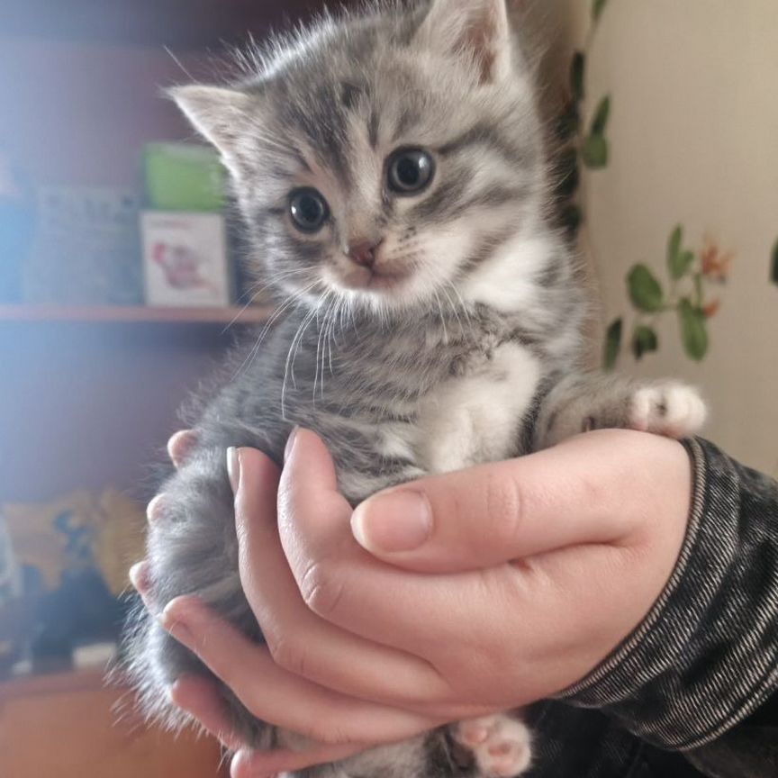 Котёнок в добрые руки