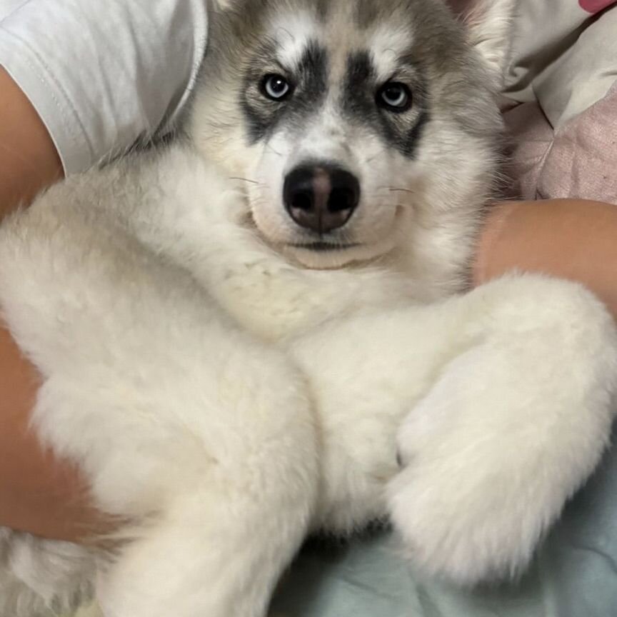 Сибирский хаски