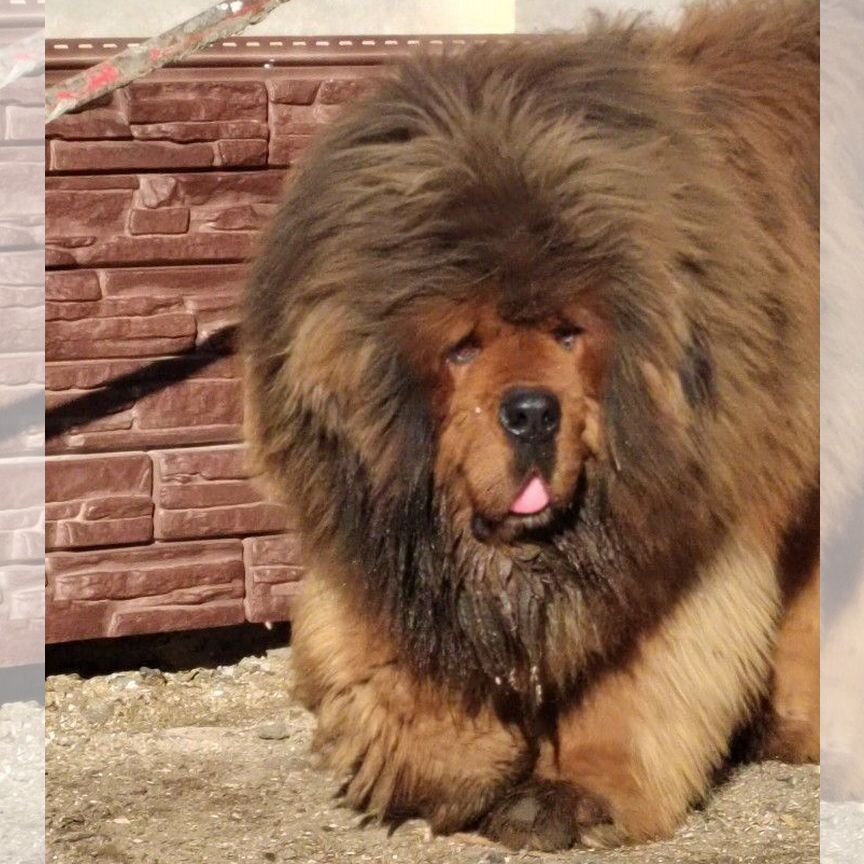 Тибетский мастиф, щенок