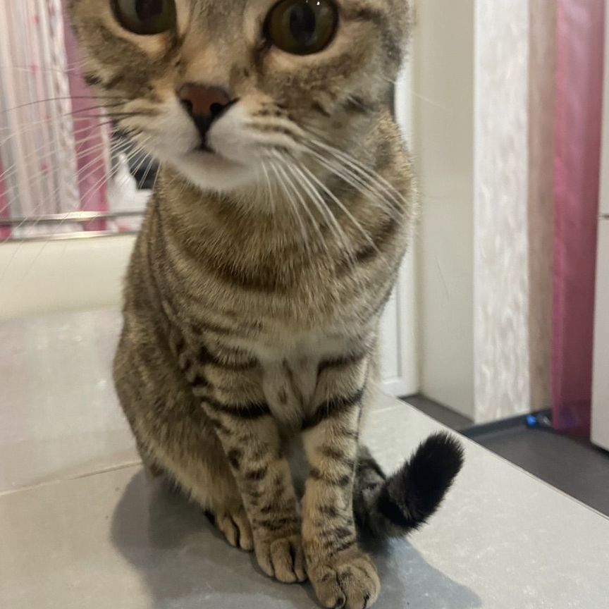 Отдам кошку в добрые руки