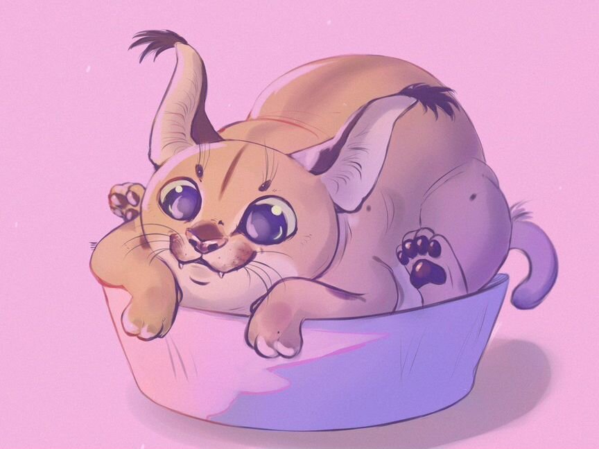 Кот шлепа