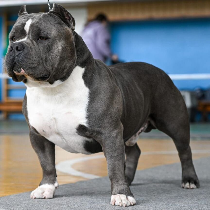 Кобель Американский булли на вязку