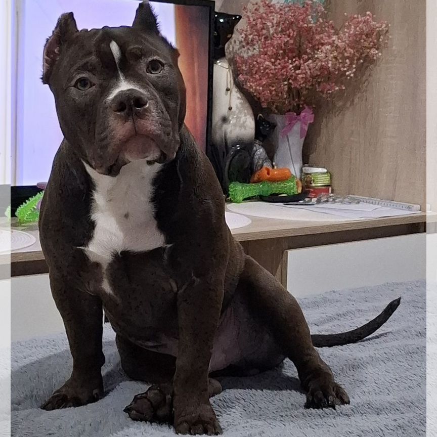 Американский булли, щенок