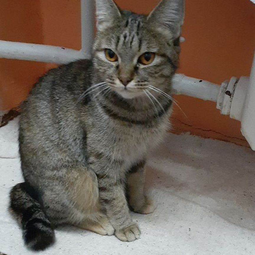 Сибирская кошка, взрослая