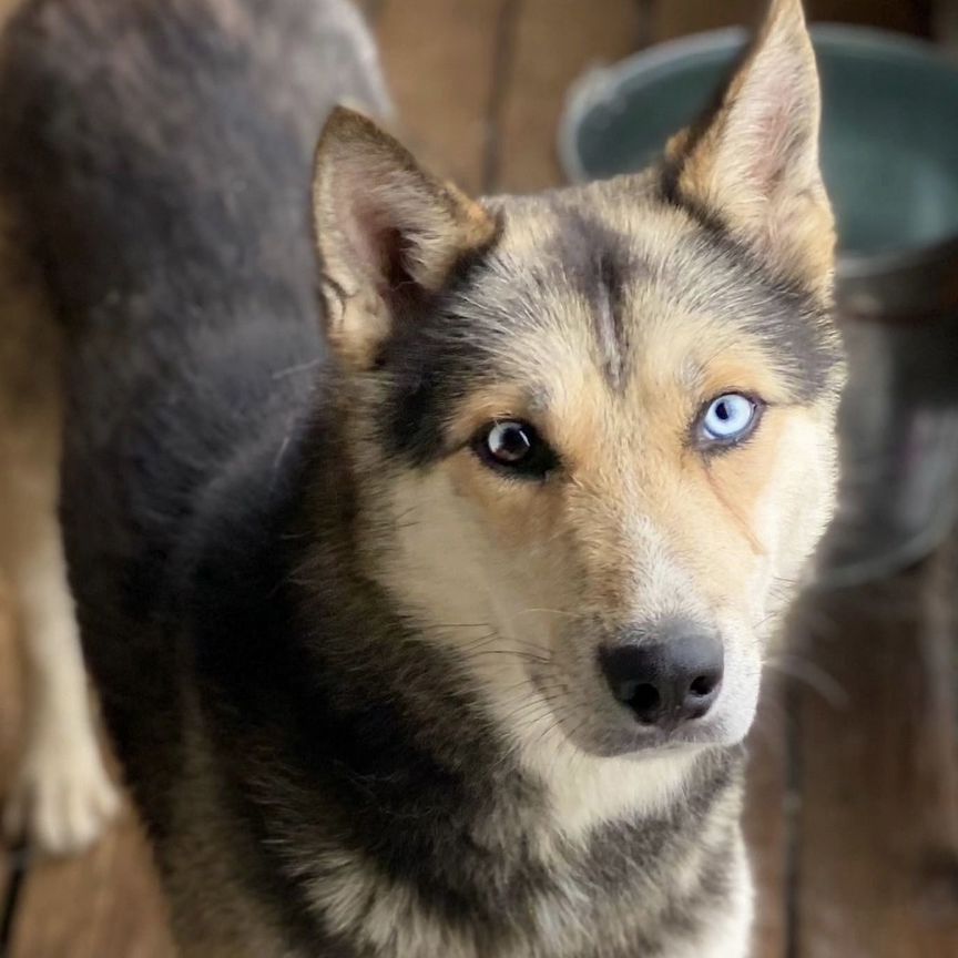 Взрослый пёс в добрые руки