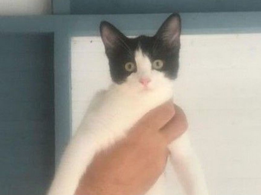 Котенка бросили на даче