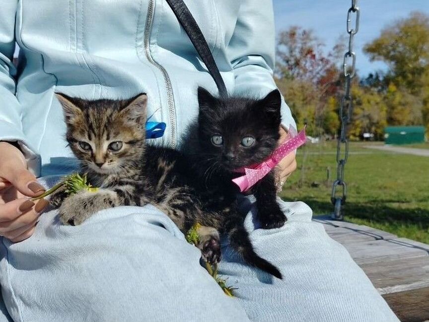 Котятки 1 месяц мраморный окрас