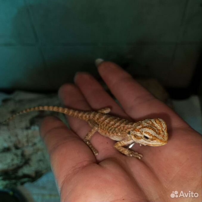 Барадатая агама