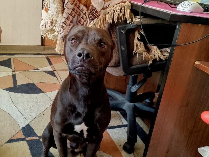 Питбуль в добрые руки