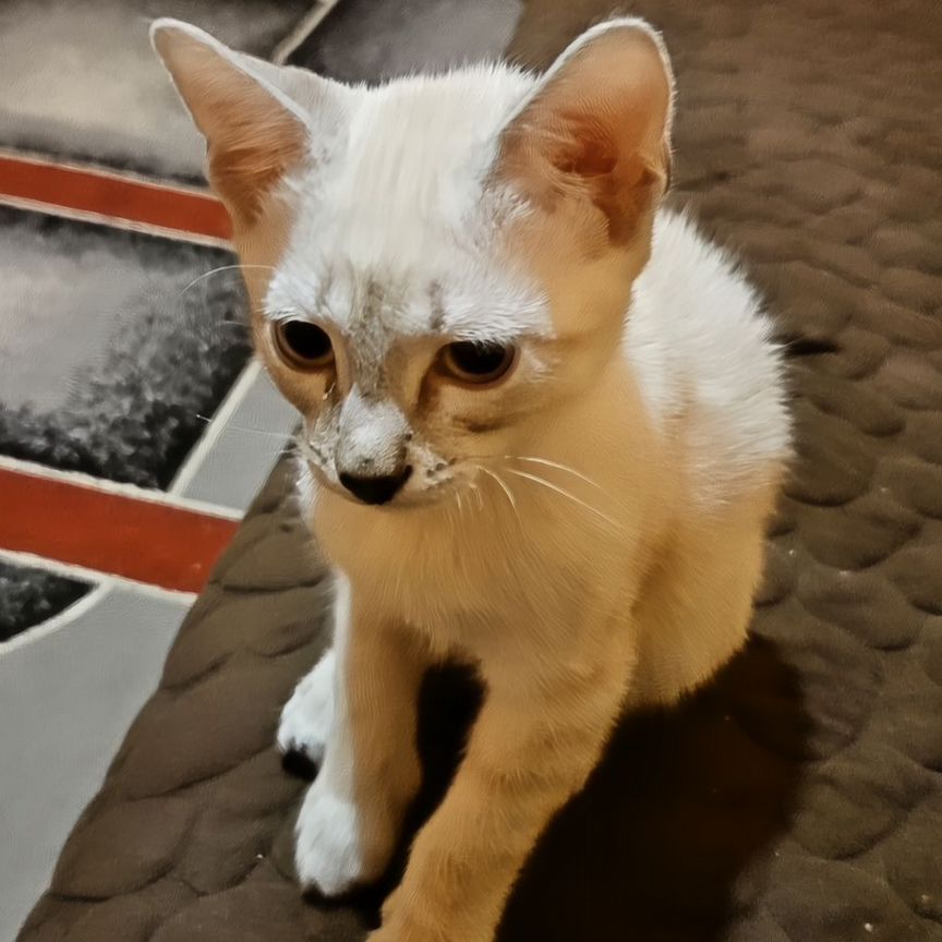 Котёнок от частного владельца