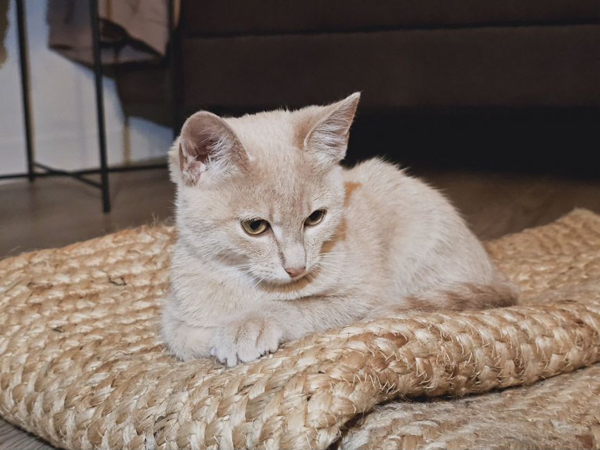 Бежевый котенок(это редкость) в добрые руки