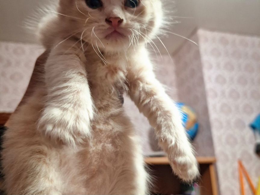 Мейн-кун норвежский