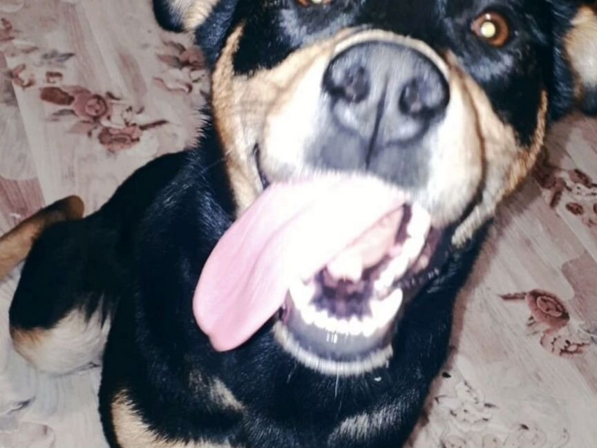 Отдам ротвейлера