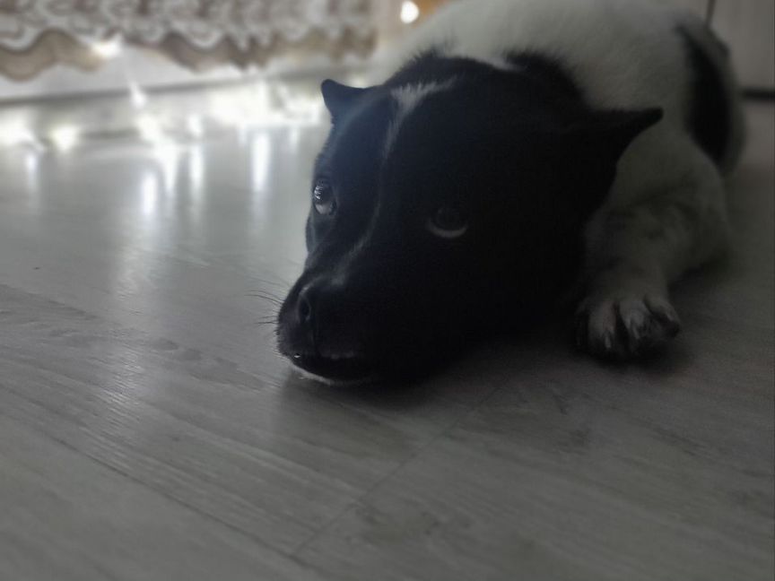 Щенок в добрые руки