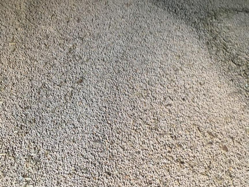 Горох фуражный