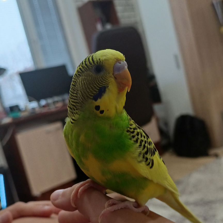 Волнистый попугай с клеткой, ручной и очень умный