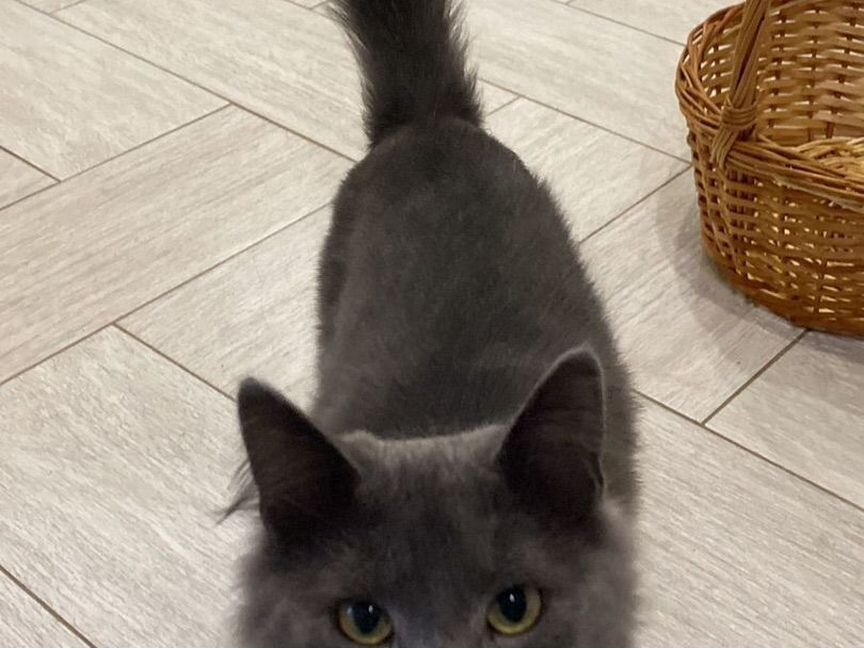 Кот Сильвер