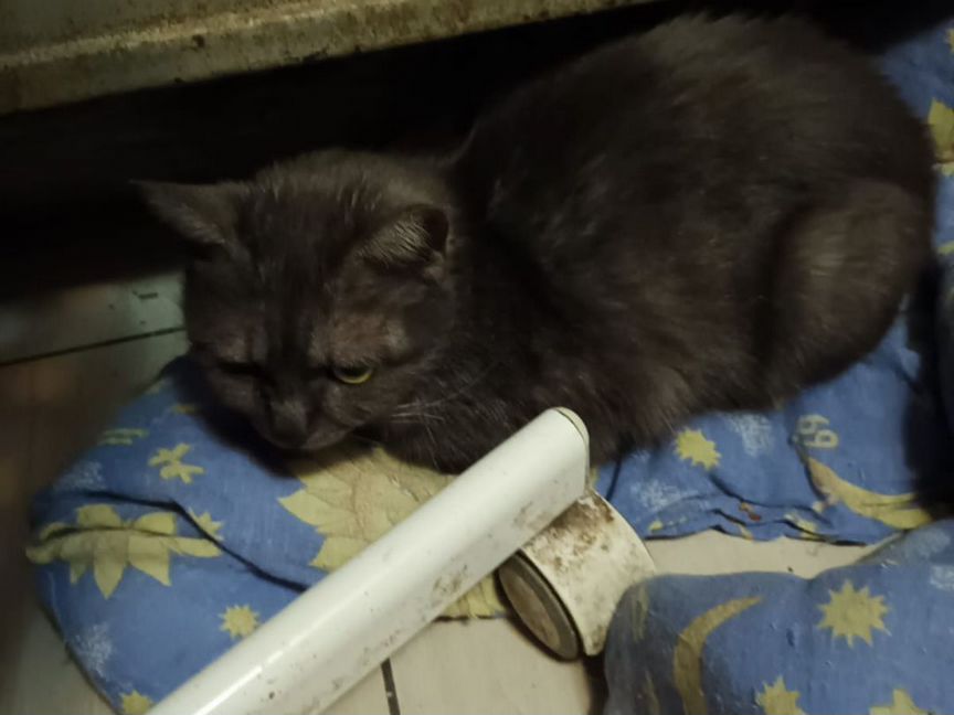 Кошка Алиса ждёт своего человека