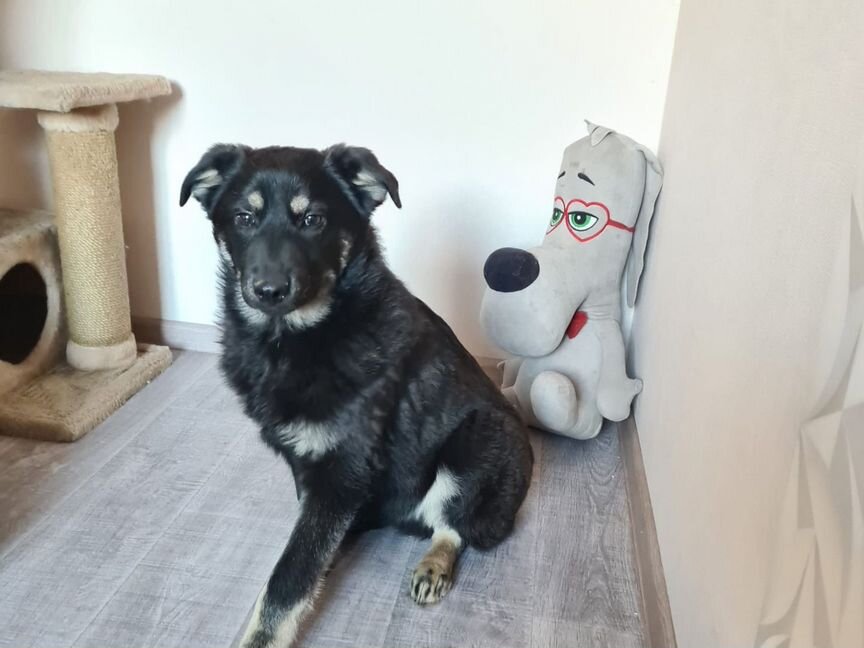 Лорд с прививками с доставкой