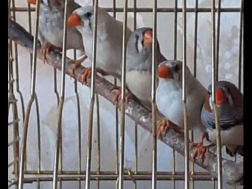 Продаю зебровые амадины