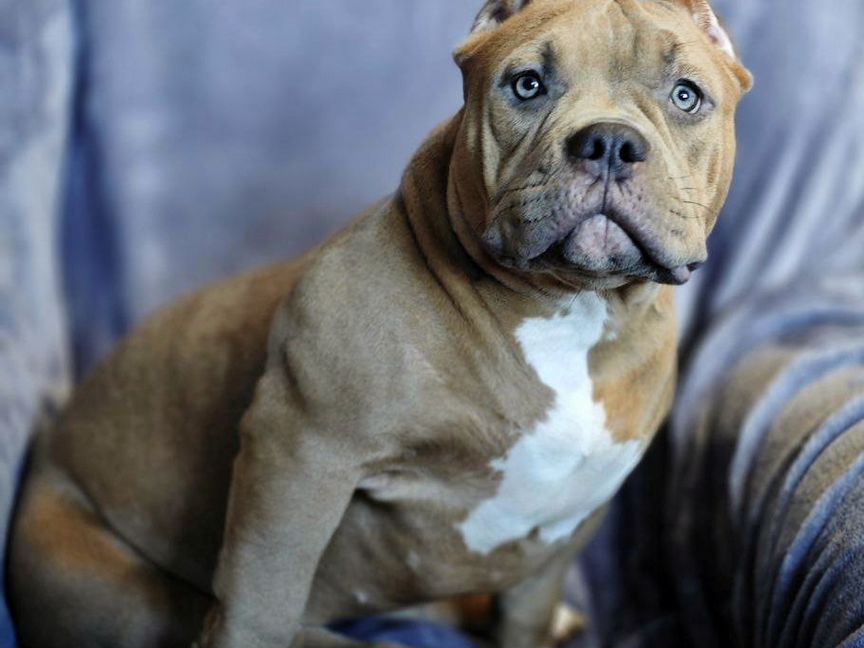 Щенки американского булли