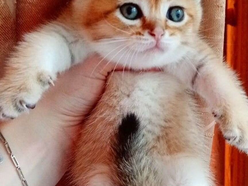 Шиншилловые золотушки беби-фейс