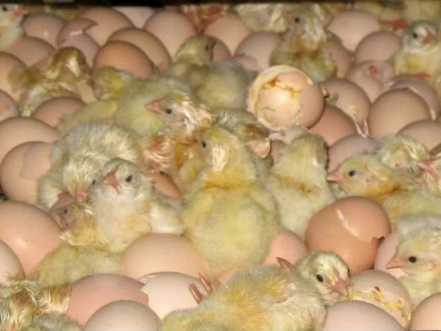 Бройлер на заказ