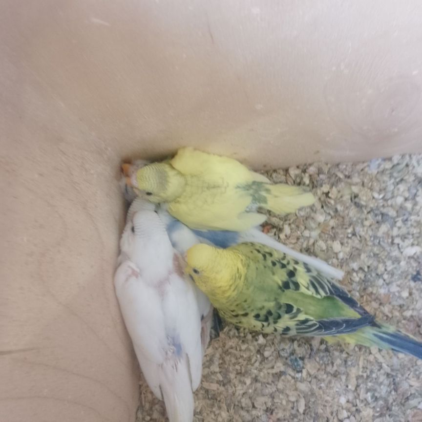 Птенцы волнистый попугай