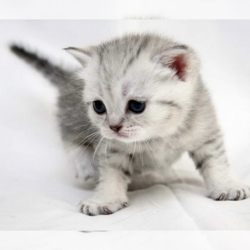 Шотландский вислоухий короткошёрстный котёнок