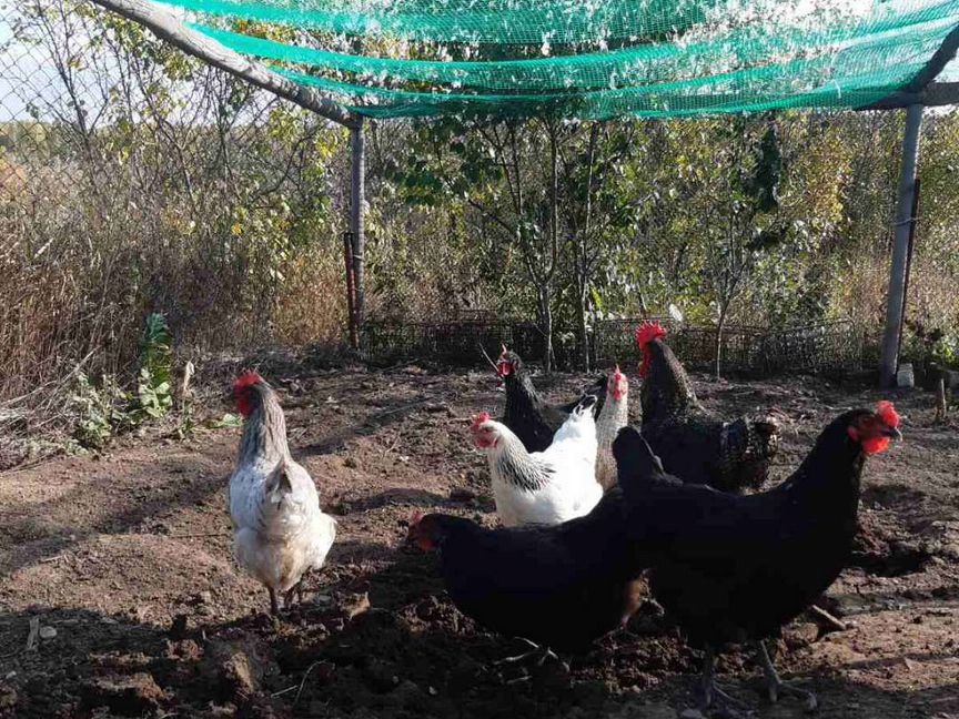 Курицы несушки доминанты