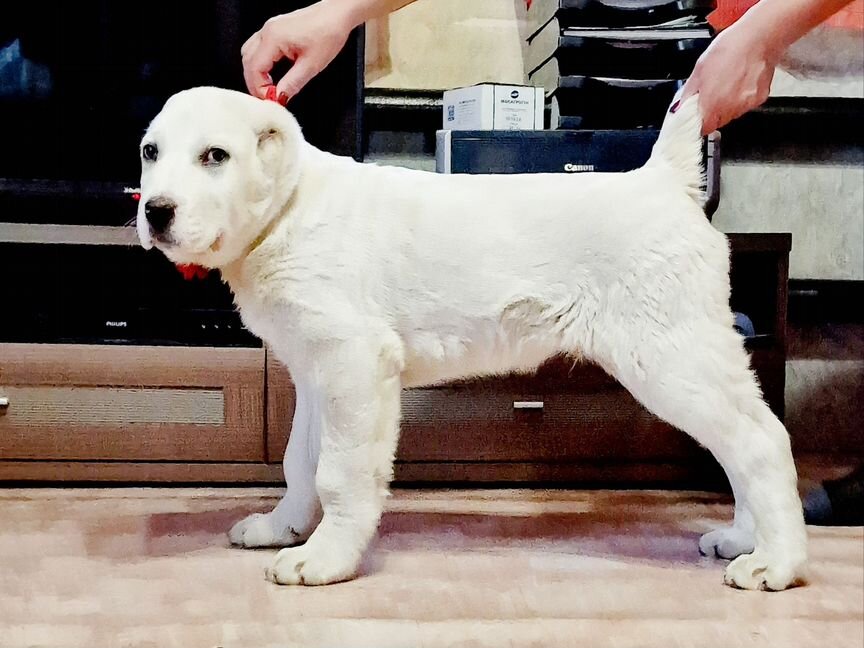 Среднеазиатская овчарка