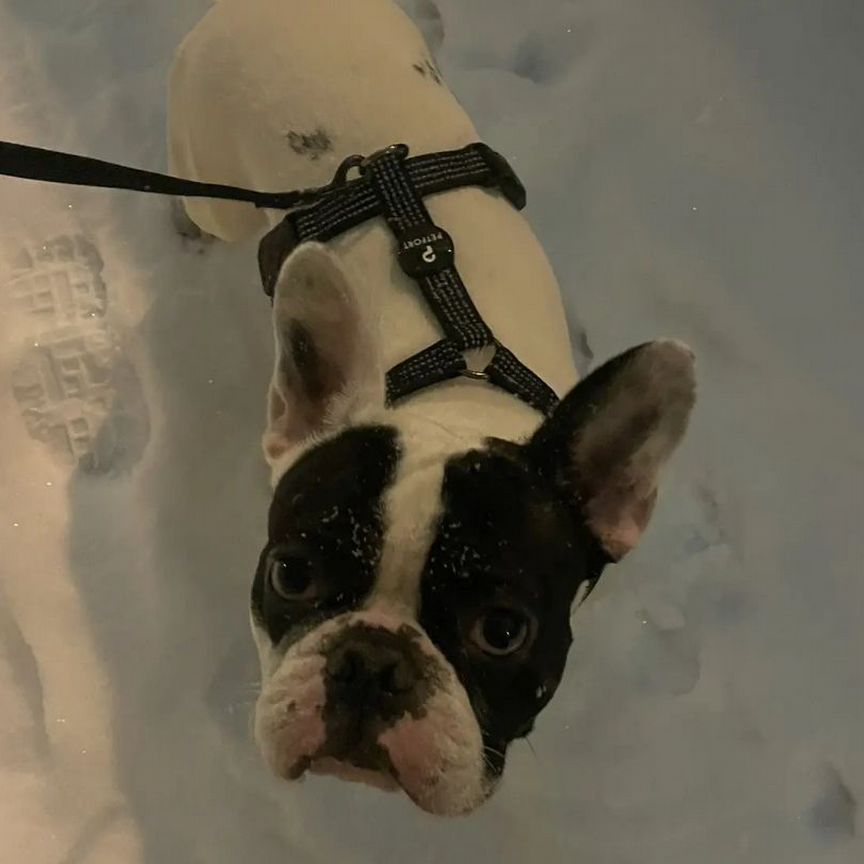 Французский бульдог, взрослый пёс