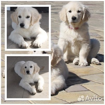 Девочка голден