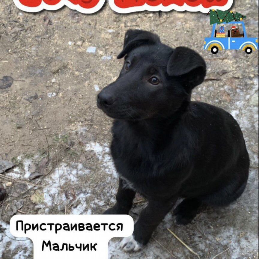 Новогодний друг. Щенок в дар