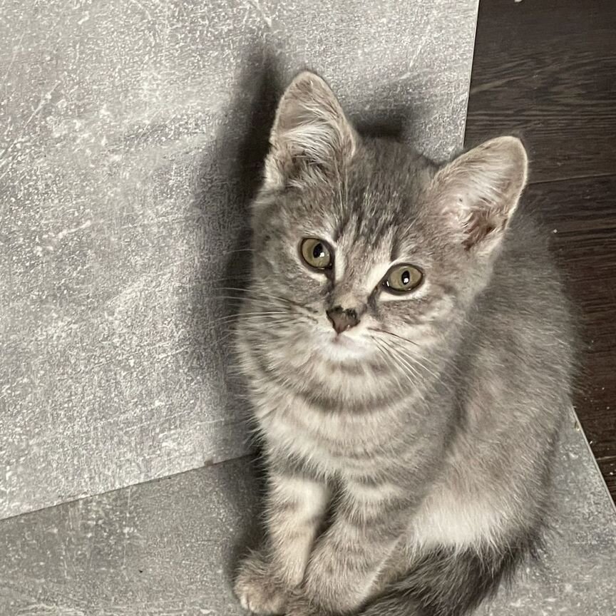 Котенок