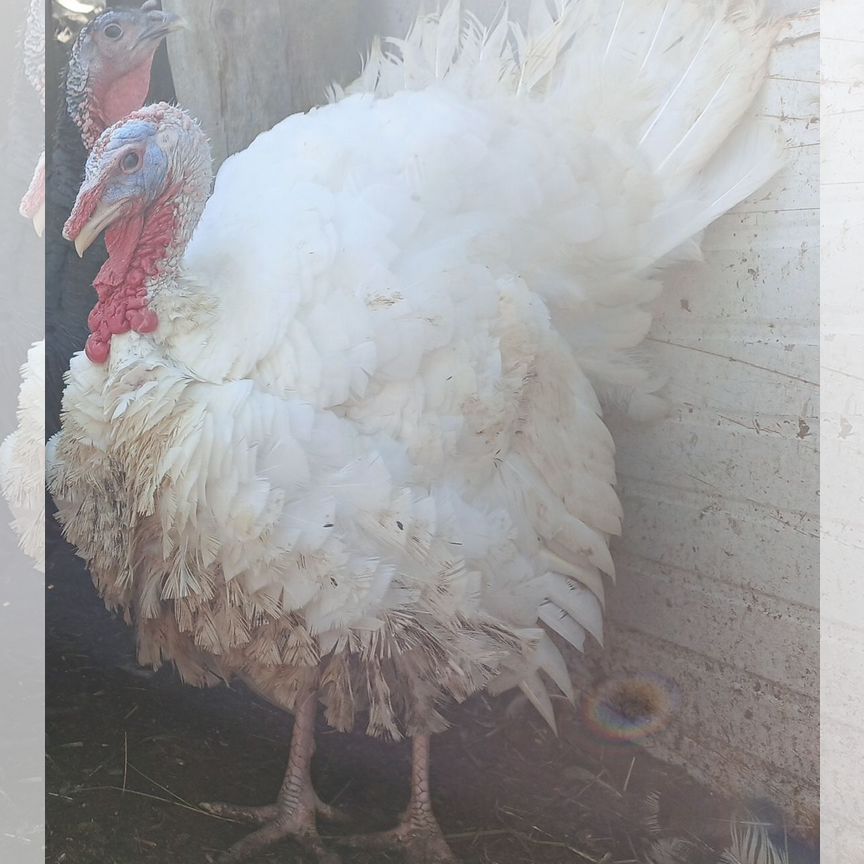 Индюк белая широкогрудая