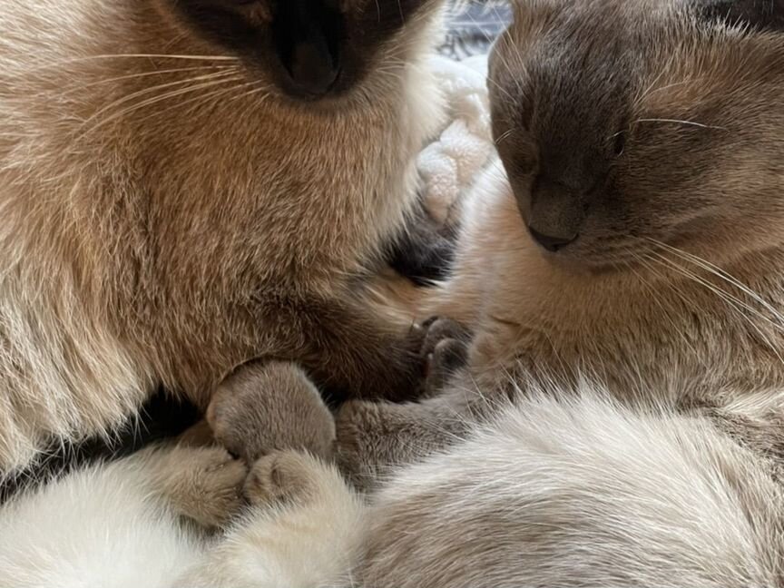 Сиамские котята