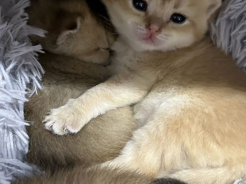 Шотландская вислоухие котята