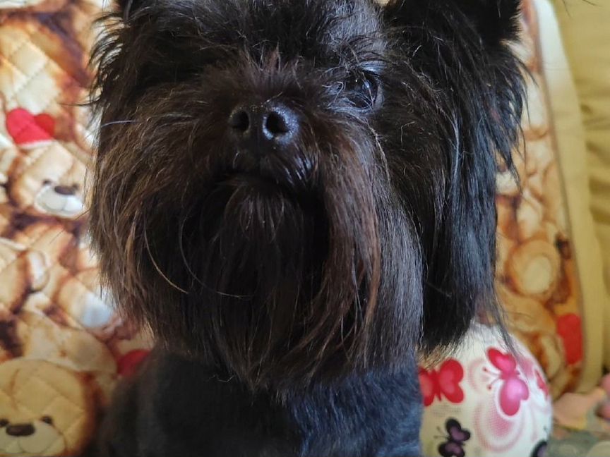 Взрослая девочка Йорк - Черного Окраса