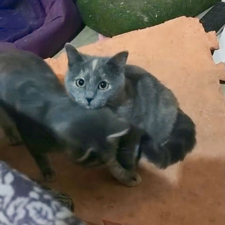 Котята в добрые руки девочка