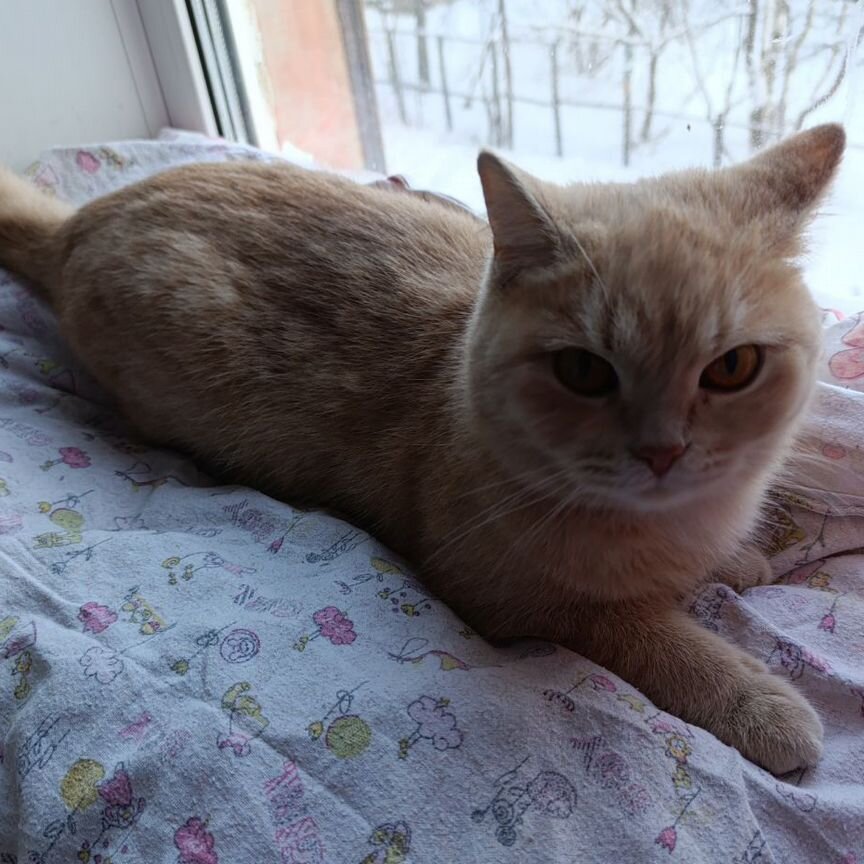 Взрослая кошка в добрые руки