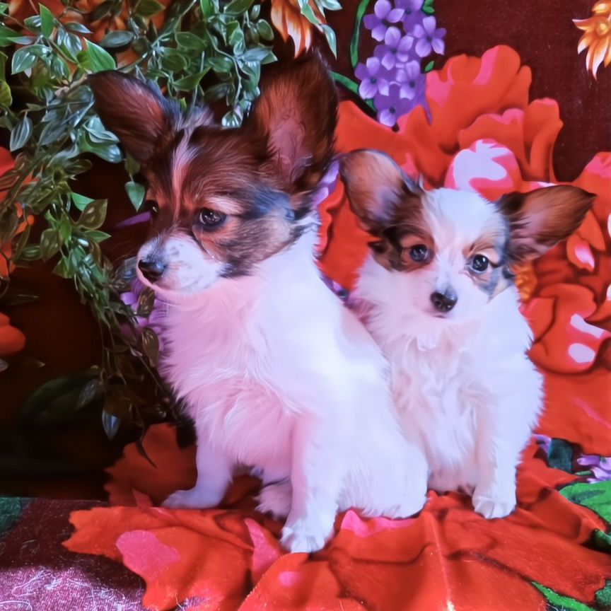 Континентальный той-спаниель папильон, щенок