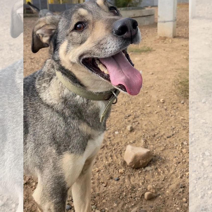 Молодой активный пёс в приюте